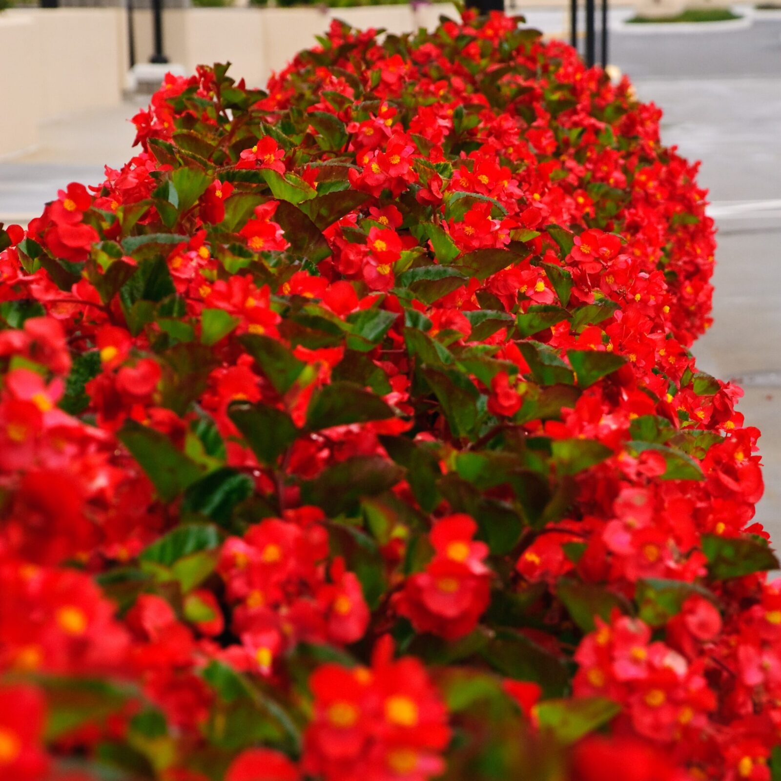 Plant Library – Avant Flora