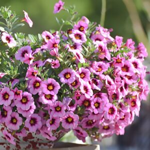 Container Favorites – Avant Flora