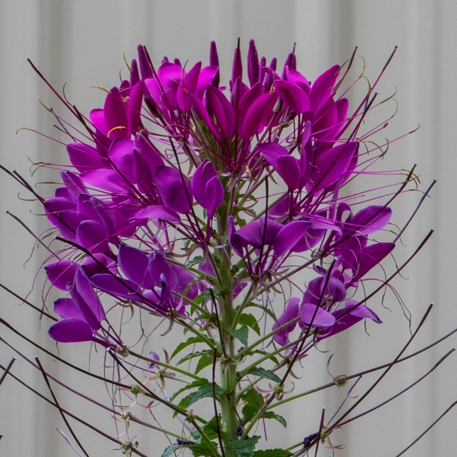 Plant Library – Avant Flora