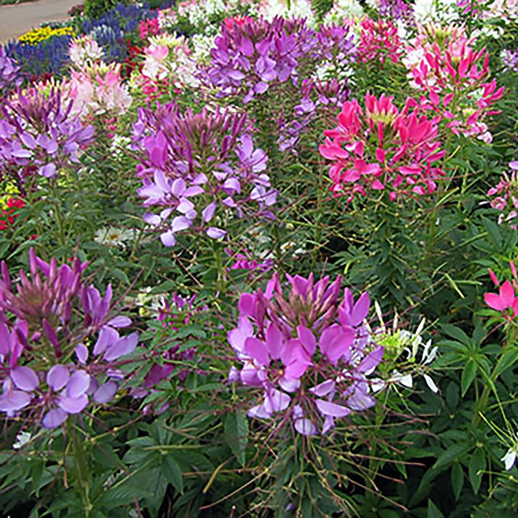 Drought Tolerant – Avant Flora