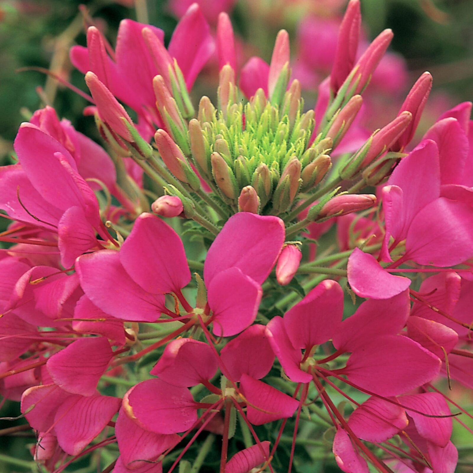 Plant Library – Avant Flora