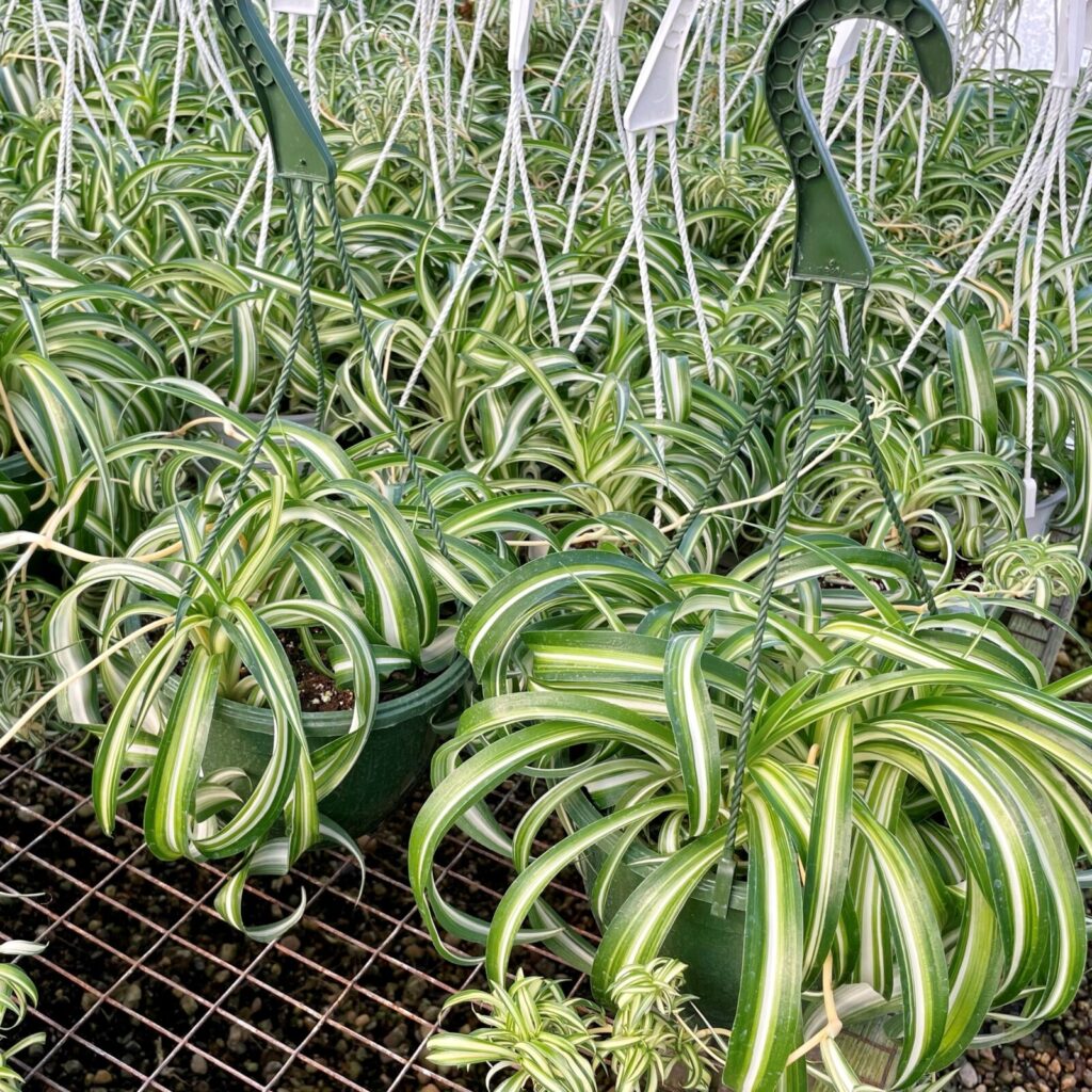 Perennials – Avant Flora