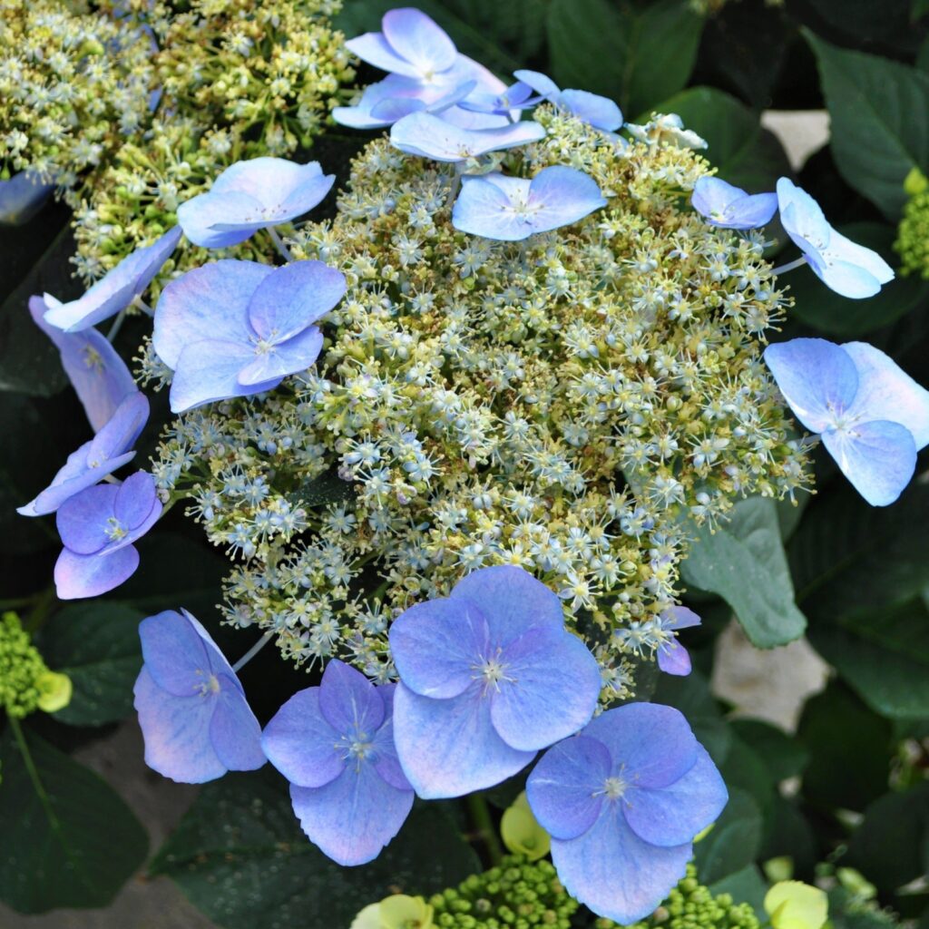 Game Changer Blue Hydrangea: Avant Flora's New Bold Blooms!