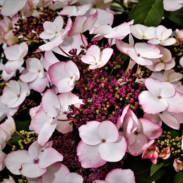 Game Changer Picotee Hydrangea: Avant Flora's Newest Blooms!