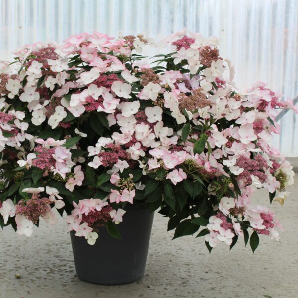 Game Changer Picotee Hydrangea: Avant Flora's Newest Blooms!