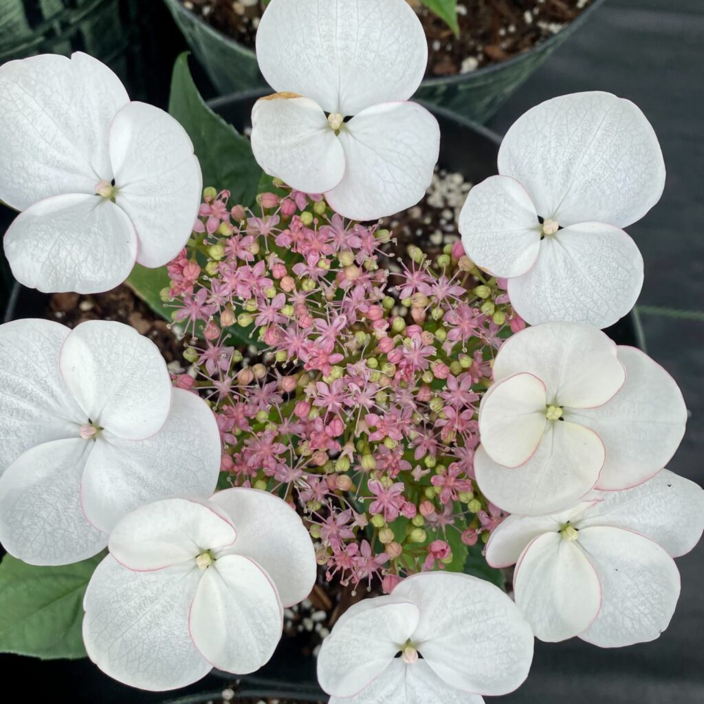 Hydrangea – Avant Flora