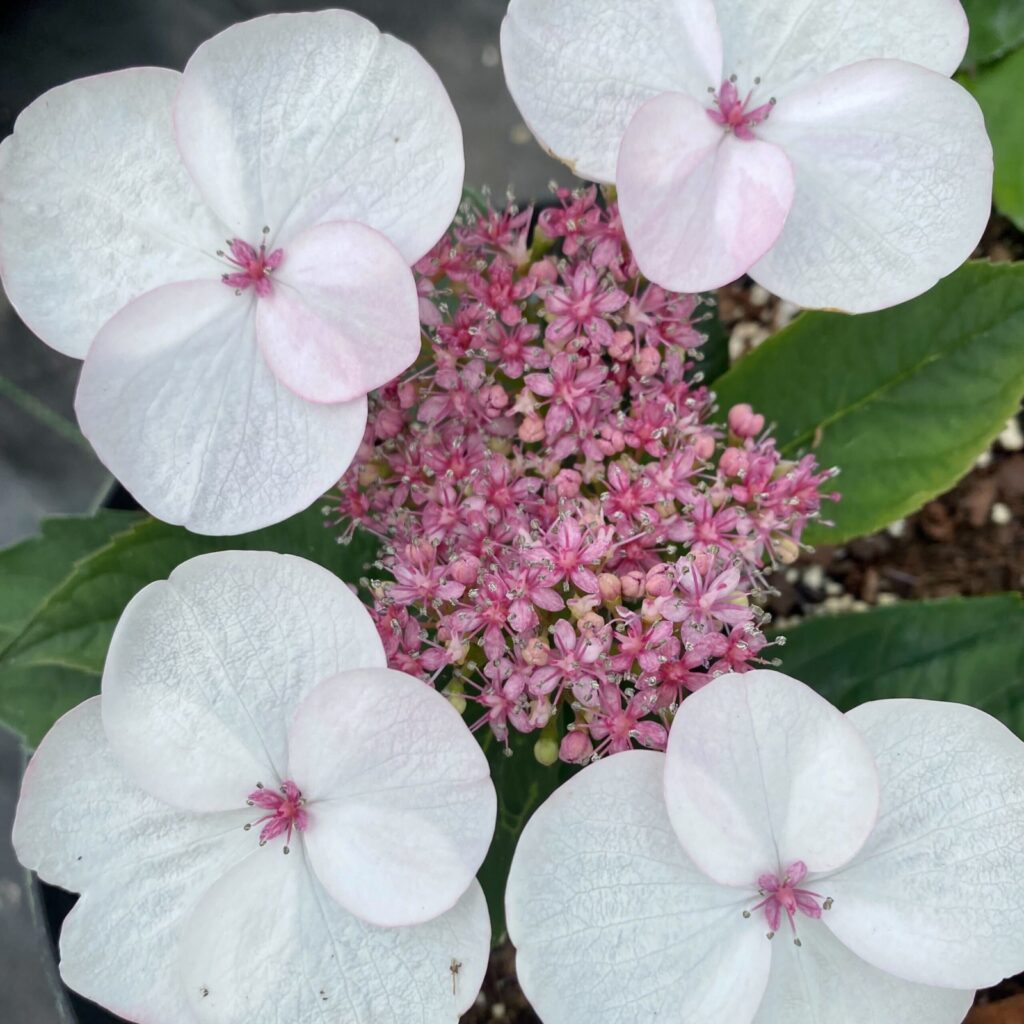 Hydrangea Game Changer® Collection - Avant Flora