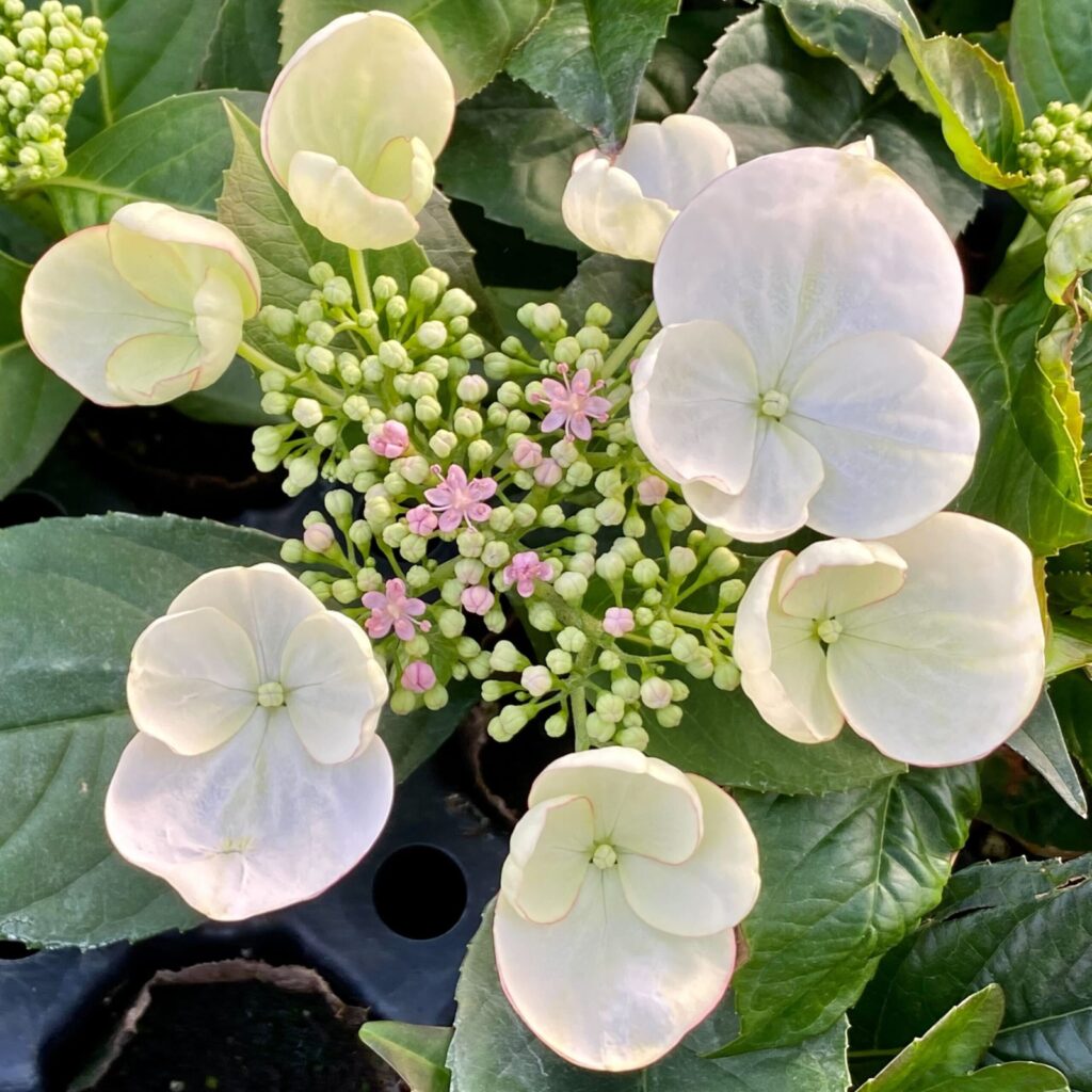 Hydrangea – Avant Flora