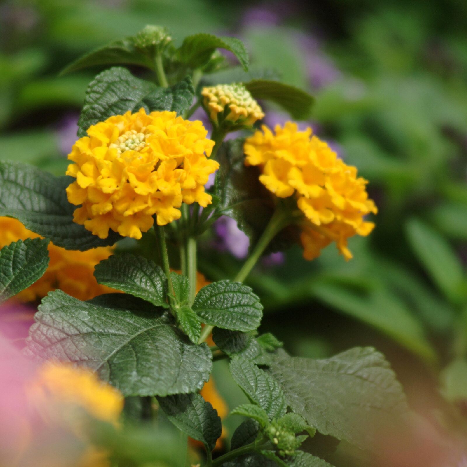Scented Foliage – Avant Flora