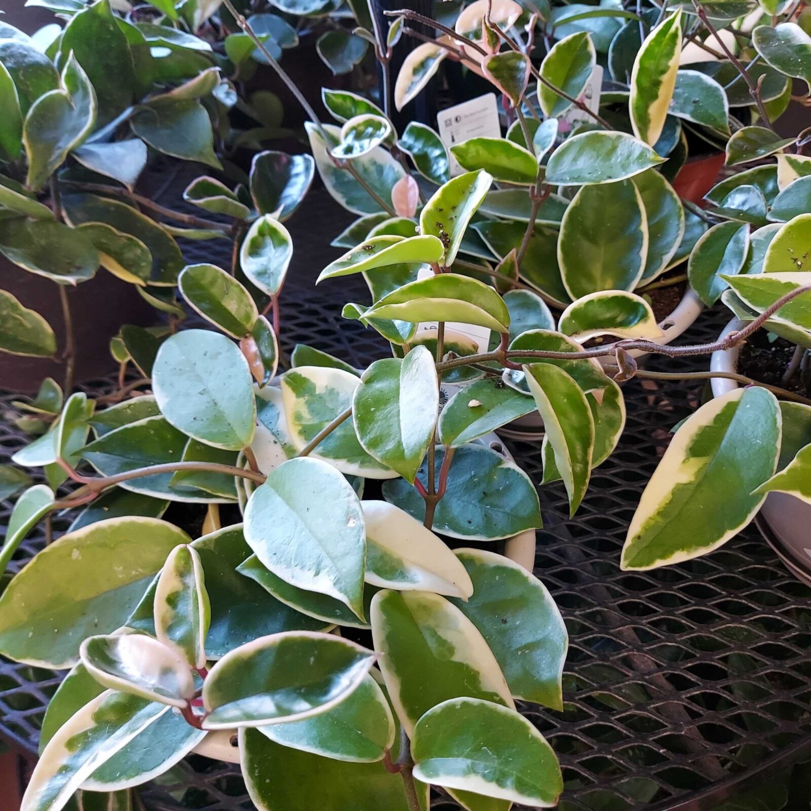 Plant Library – Avant Flora