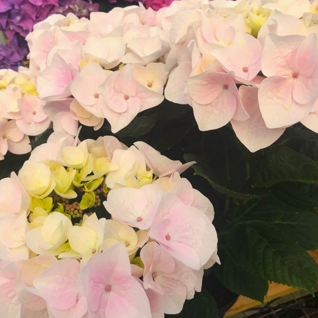 Hydrangea Game Changer® Collection - Avant Flora