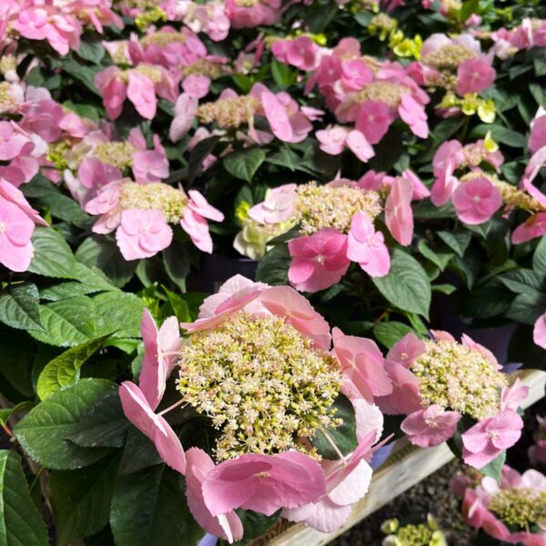 Hydrangea Game Changer® Collection - Avant Flora