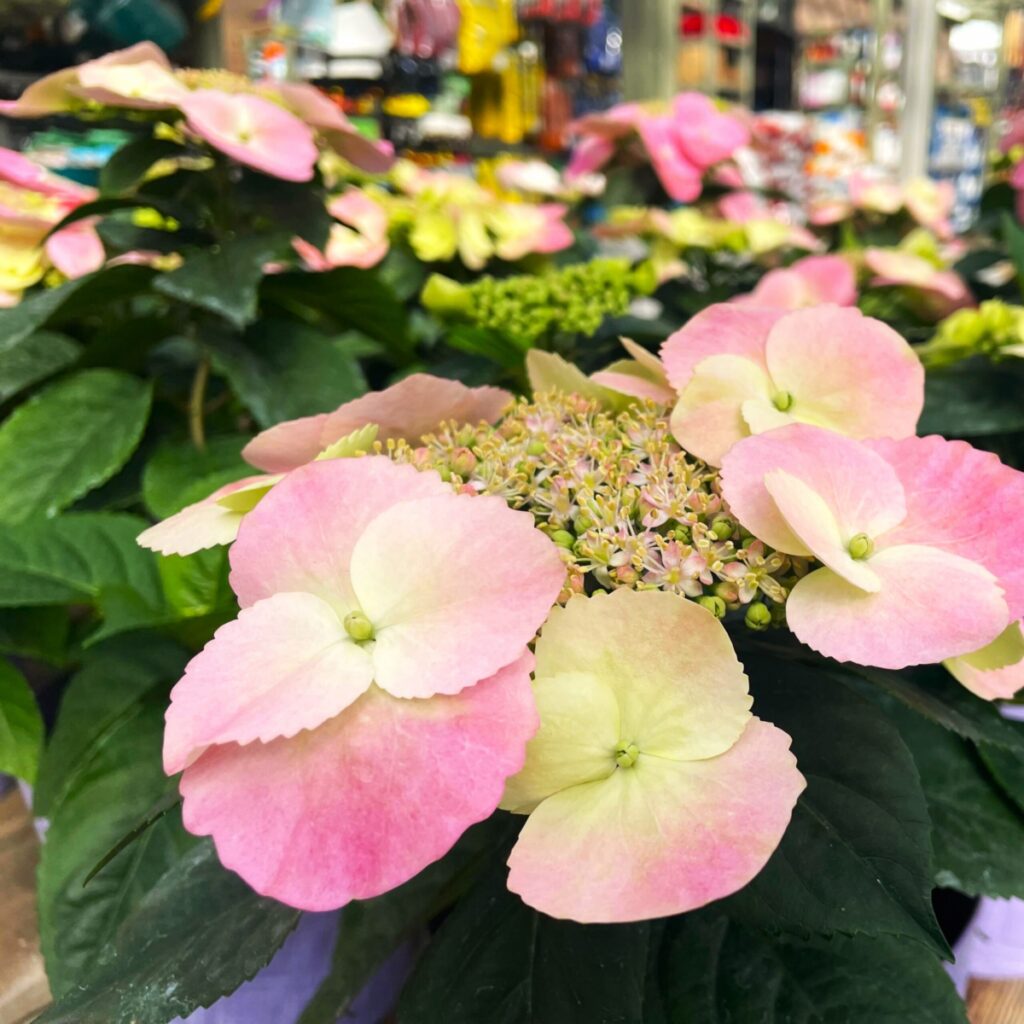 Hydrangea Archives - Avant Flora