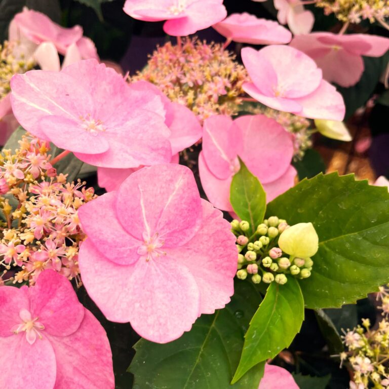 Hydrangea Game Changer® Collection - Avant Flora