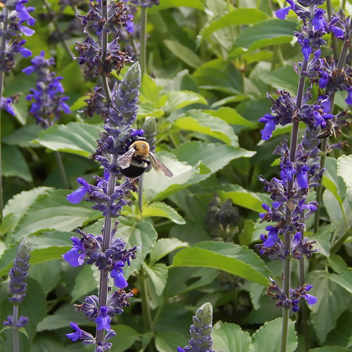 Perennials – Avant Flora