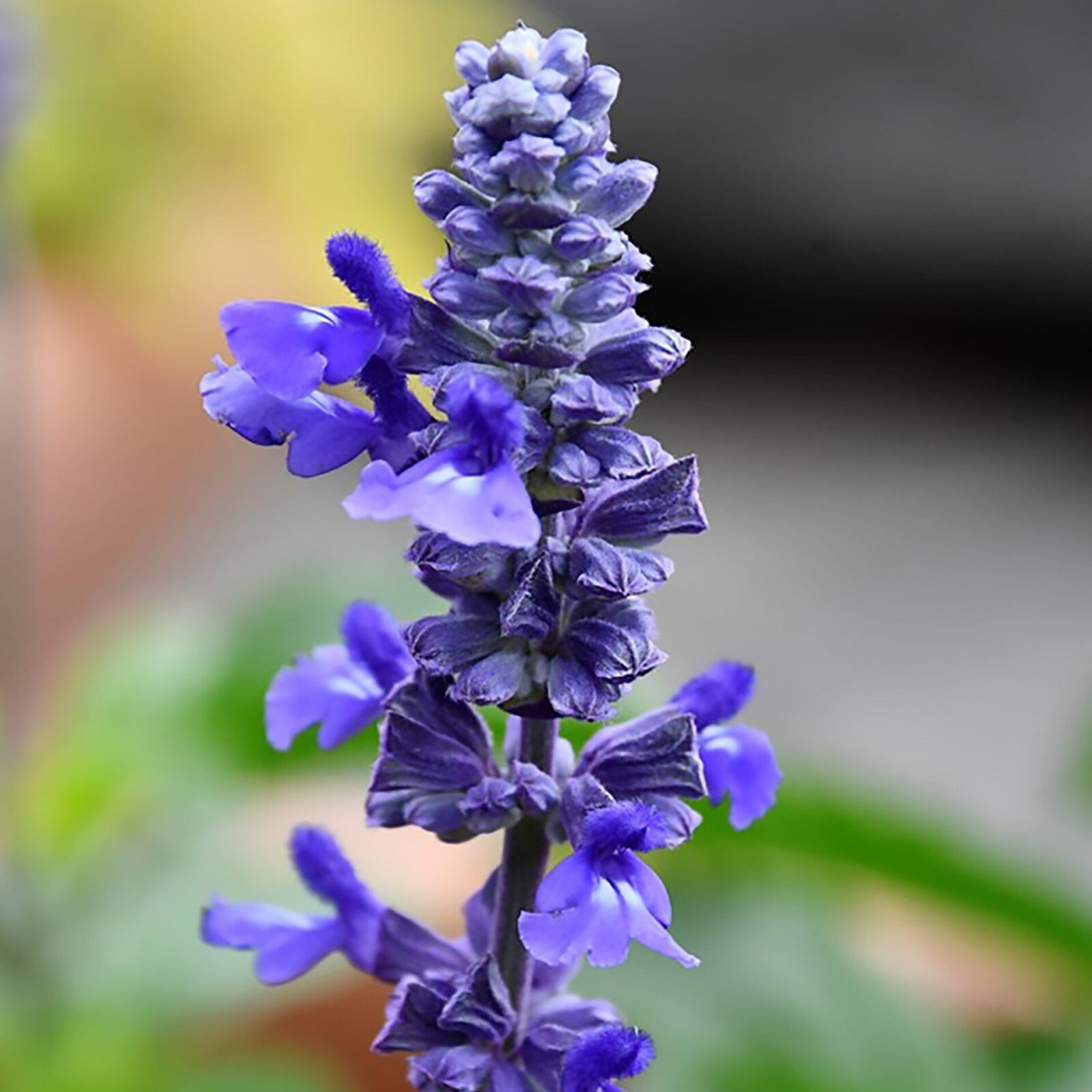 Plant Library – Avant Flora