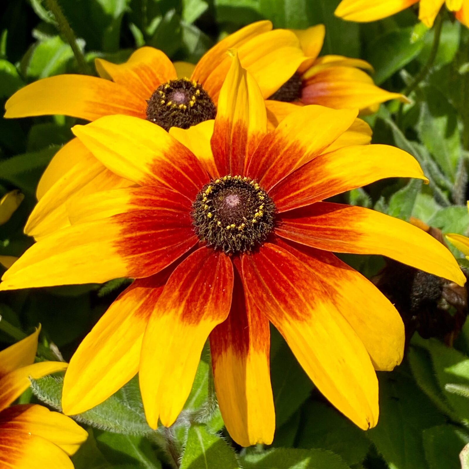 Plant Library – Avant Flora