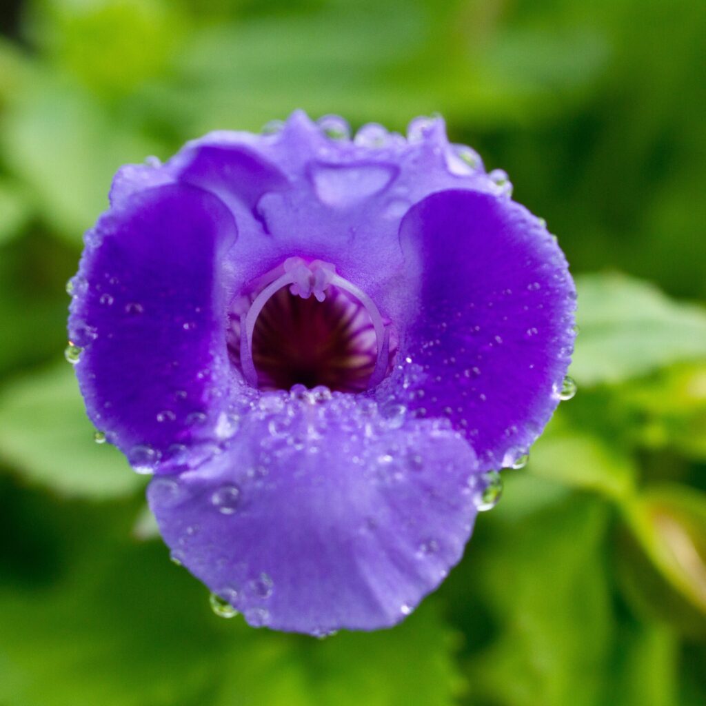 Container Favorites – Avant Flora