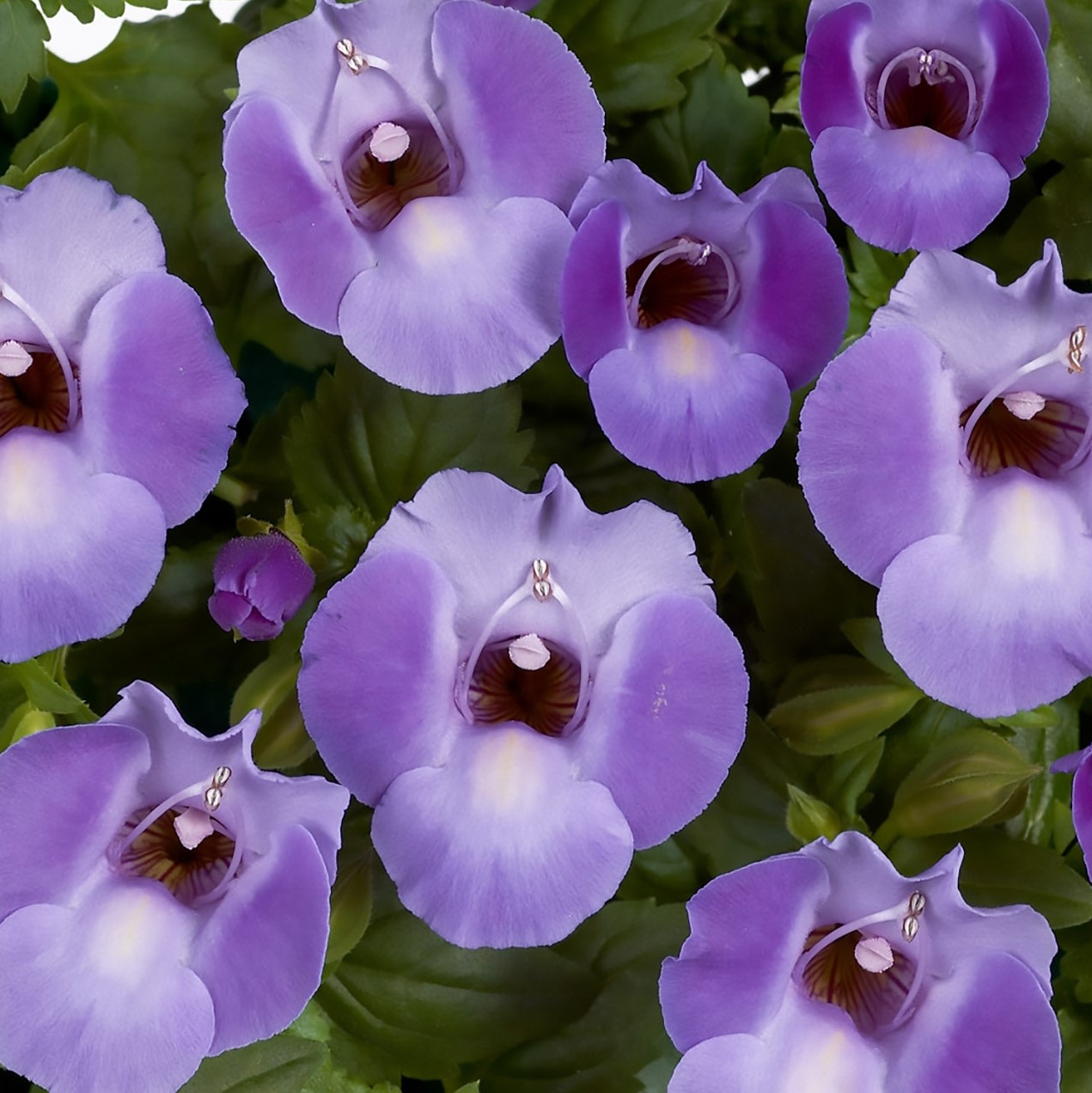 Drought Tolerant – Avant Flora