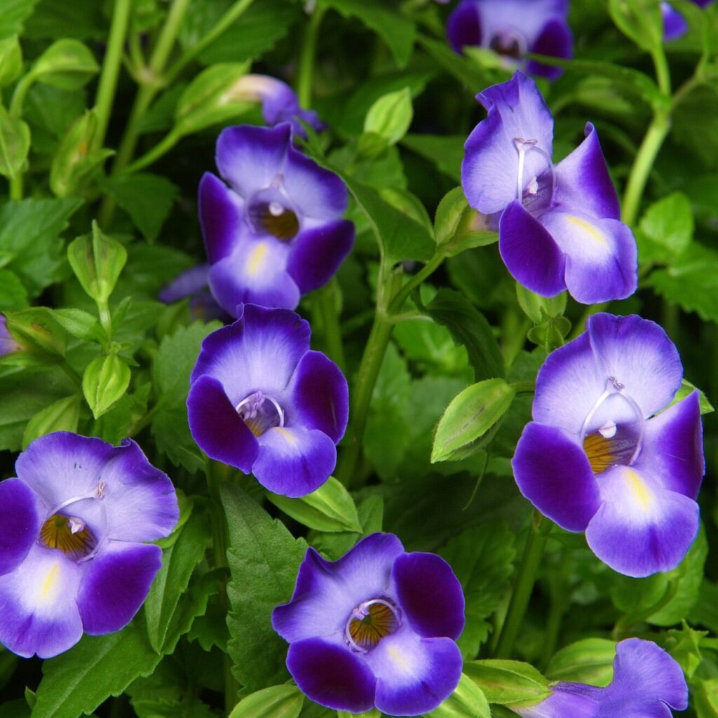 Container Favorites – Avant Flora
