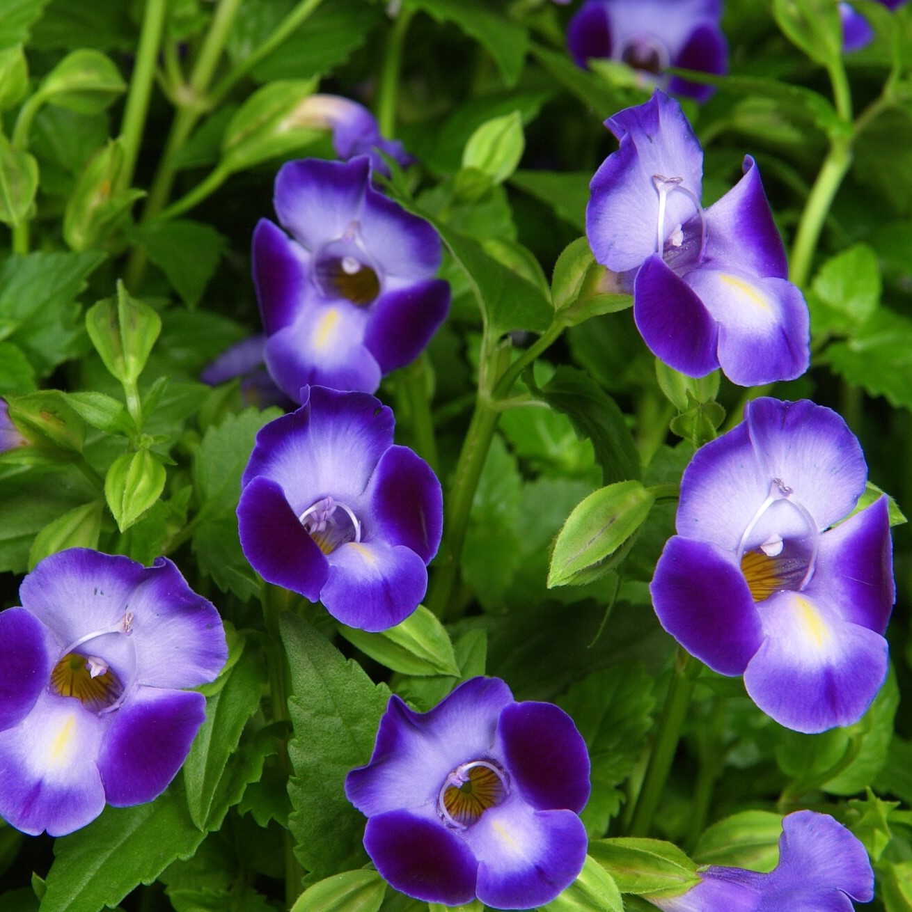 Plant Library – Avant Flora