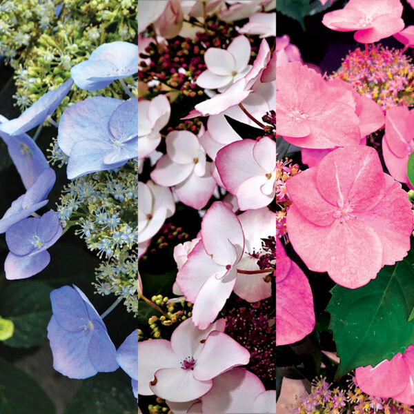 Hydrangea Game Changer® Collection - Avant Flora