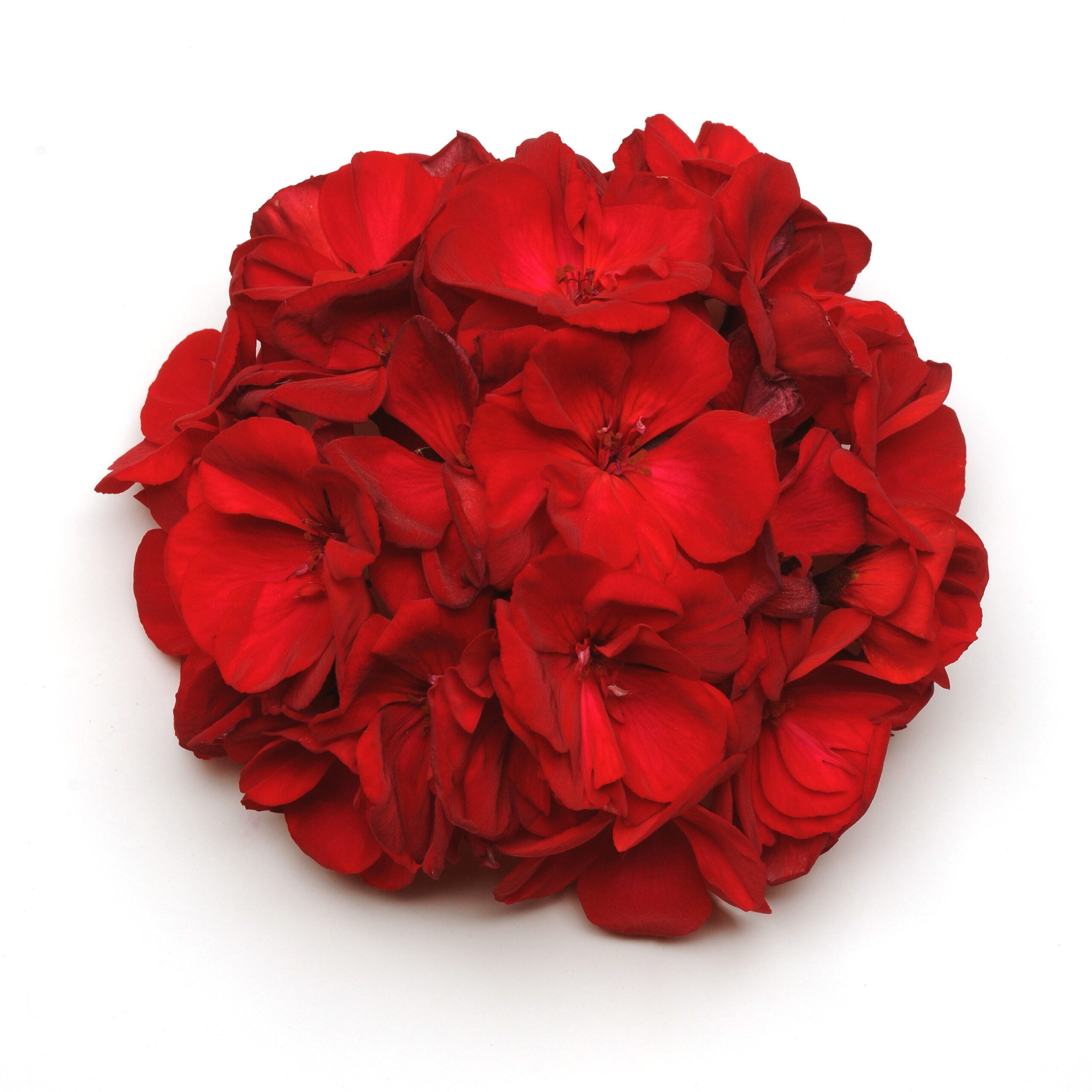 Pollinator Favorites – Avant Flora