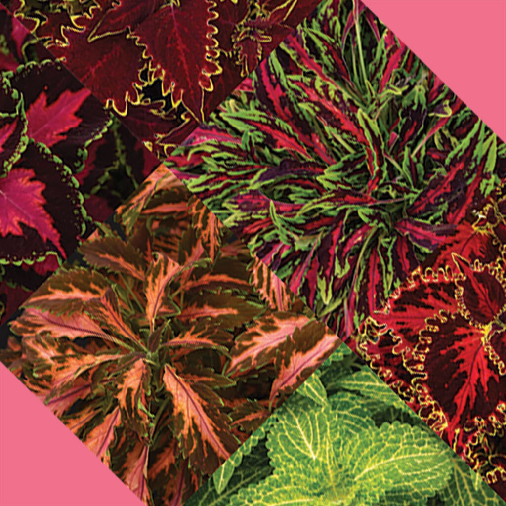 Best Coleus varieties for sun Archives - Avant Flora