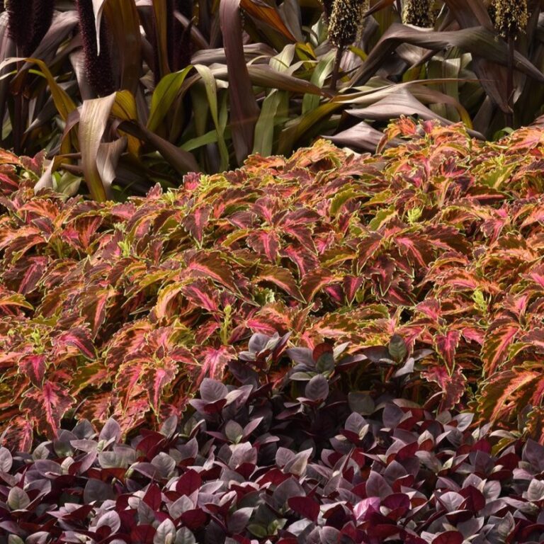 Coral Candy Coleus - A Vibrant Addition to Your Garden and Home!