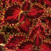 Solar Flare Coleus - Add a Bold Burst of Fiery Color to Your Garden