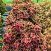Solar Flare Coleus - Add a Bold Burst of Fiery Color to Your Garden