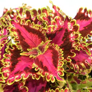 Solar Flare Coleus - Add a Bold Burst of Fiery Color to Your Garden