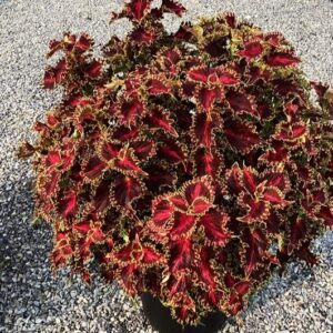 Solar Flare Coleus - Add a Bold Burst of Fiery Color to Your Garden