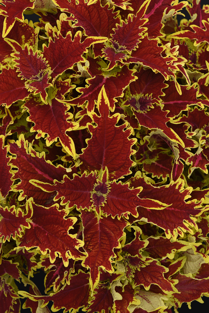 Coleus vulcan 2.5in - Avant Flora